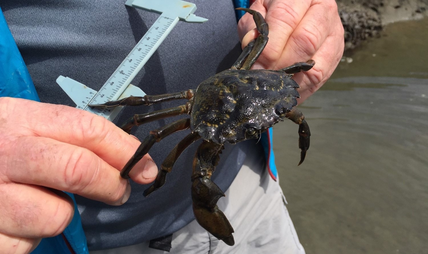 Don't Spread Invasive Species While Fishing Green Crab | FWS.gov